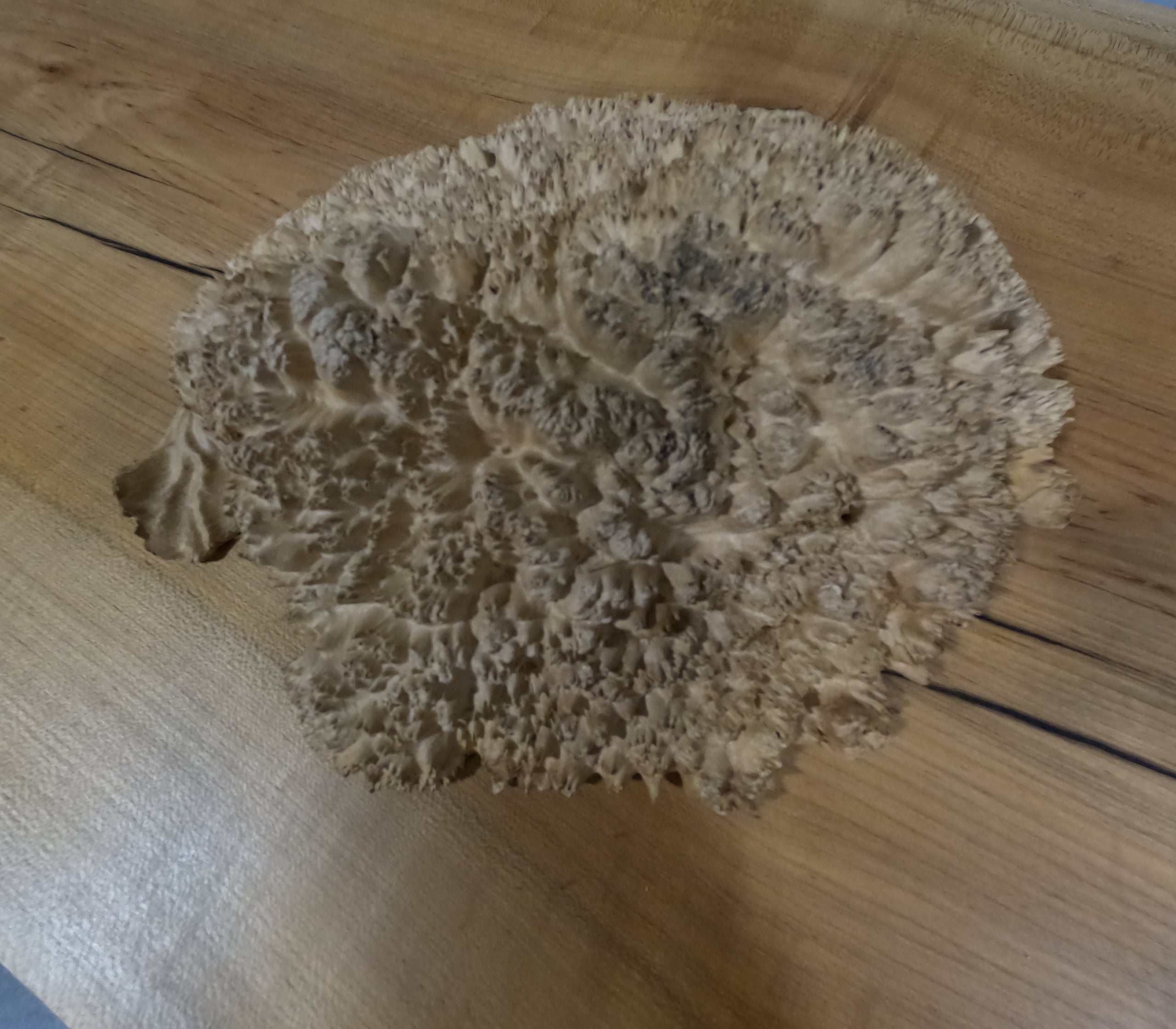 Australian Red Mallee Burl | Knot Just Lumber